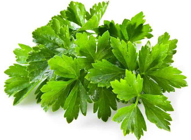 Coentro - Conheça todos os seus benefícios, propriedades e como usar ...
