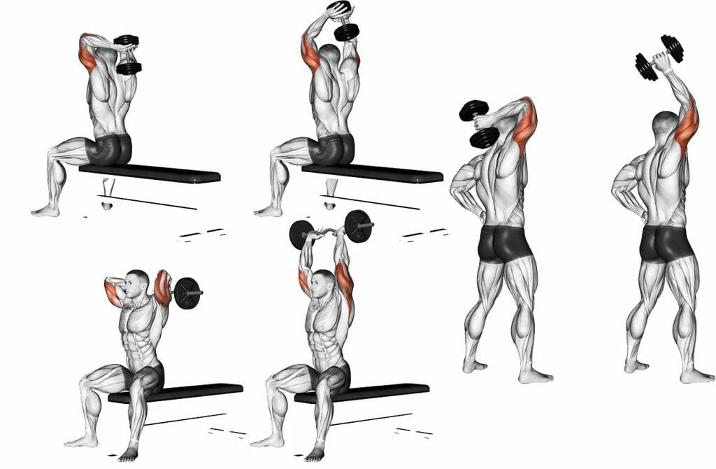 Melhores Exercícios de Tríceps com halteres - Com ficha de treino!