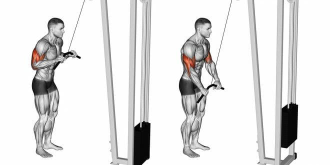 Treino de Tríceps - Treino Mestre