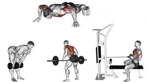 7 Exercícios para o treino de força: Como deve ser! - Treino Mestre