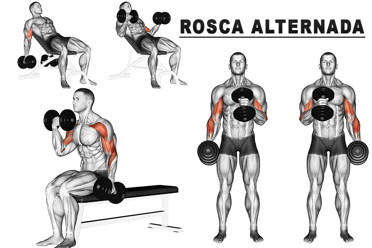 Rosca Alternada De Biceps Com Halteres