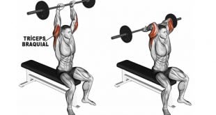Tríceps francês - Execução correta, variações e dicas para deixá-lo ...
