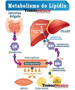 Lipídios: O que são, Tipos, Funções e Melhores Fontes - Treino Mestre